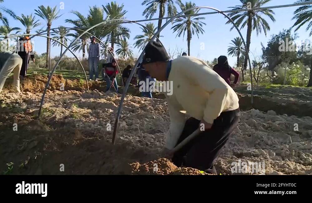 Tunisian agriculture Stock Videos & Footage - HD and 4K Video Clips - Alamy
