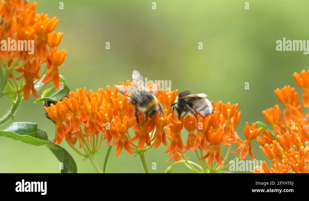 Bumble bees (Bombus) nectaring on flower of Milkweed (Asclepias ...