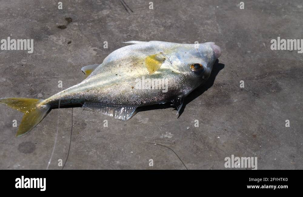 Fishing rod fish Stock Videos & Footage - HD and 4K Video Clips - Alamy