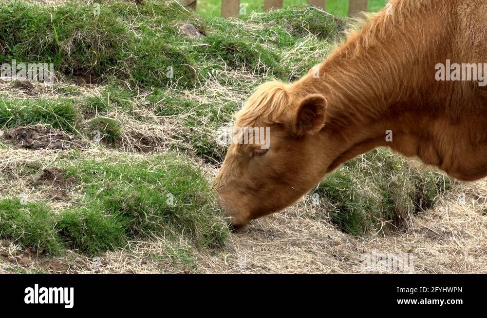 Scottish grass Stock Videos & Footage - HD and 4K Video Clips - Alamy