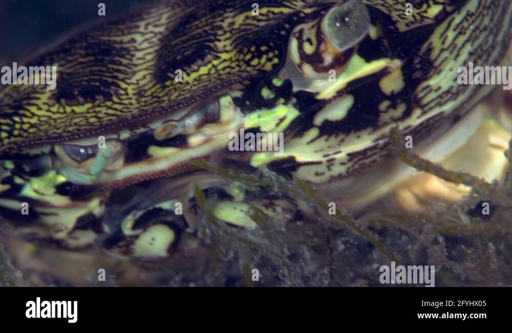 Pachygrapsus marmoratus called the marbled rock crab Stock Video ...