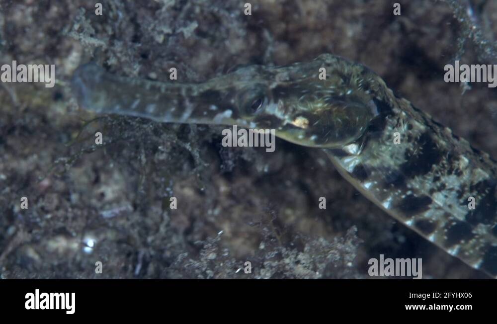 Greater pipefish (Syngnathus acus) is a pipefish of Black sea Stock ...
