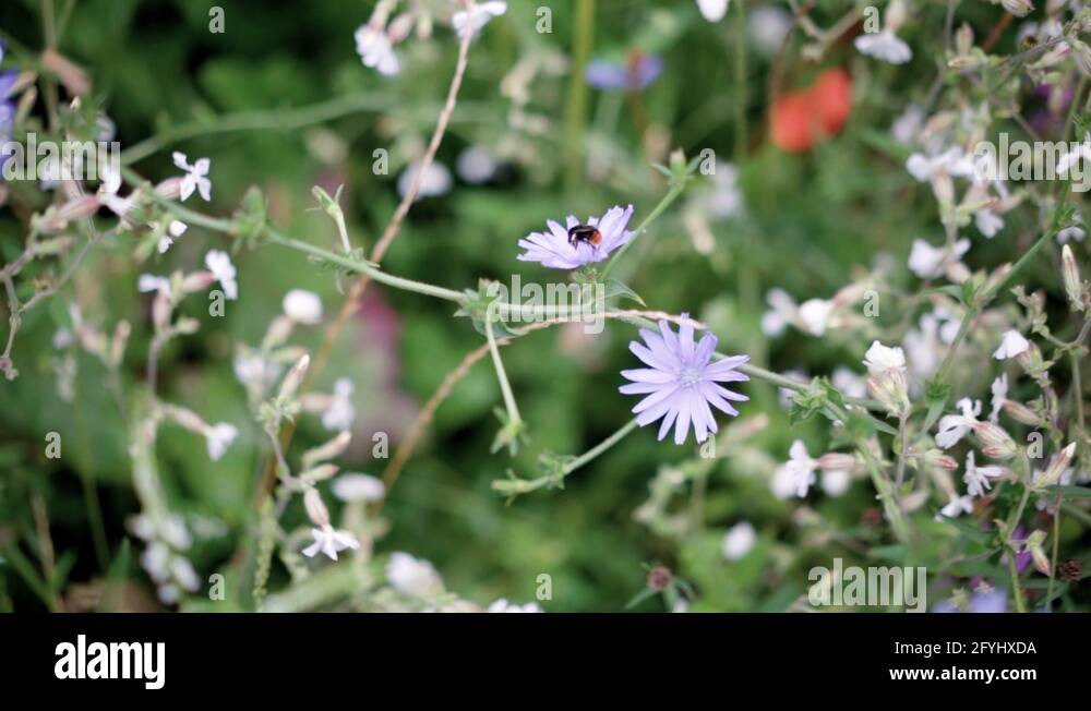 Wildflowers pollination pollinator Stock Videos & Footage - HD and 4K ...