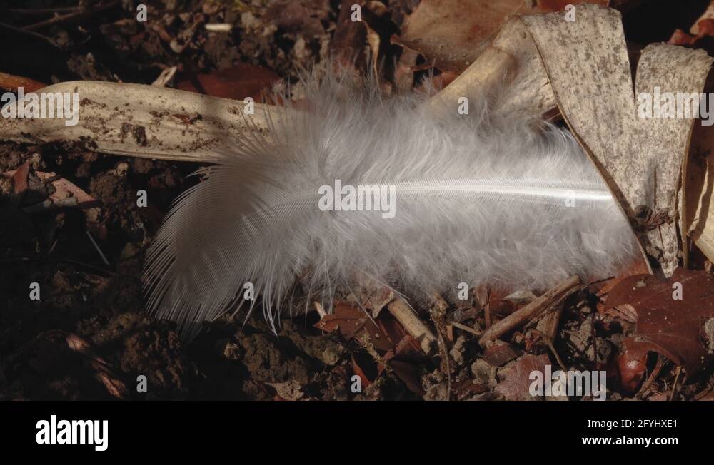 Feather on ground leaves Stock Videos & Footage - HD and 4K Video Clips ...