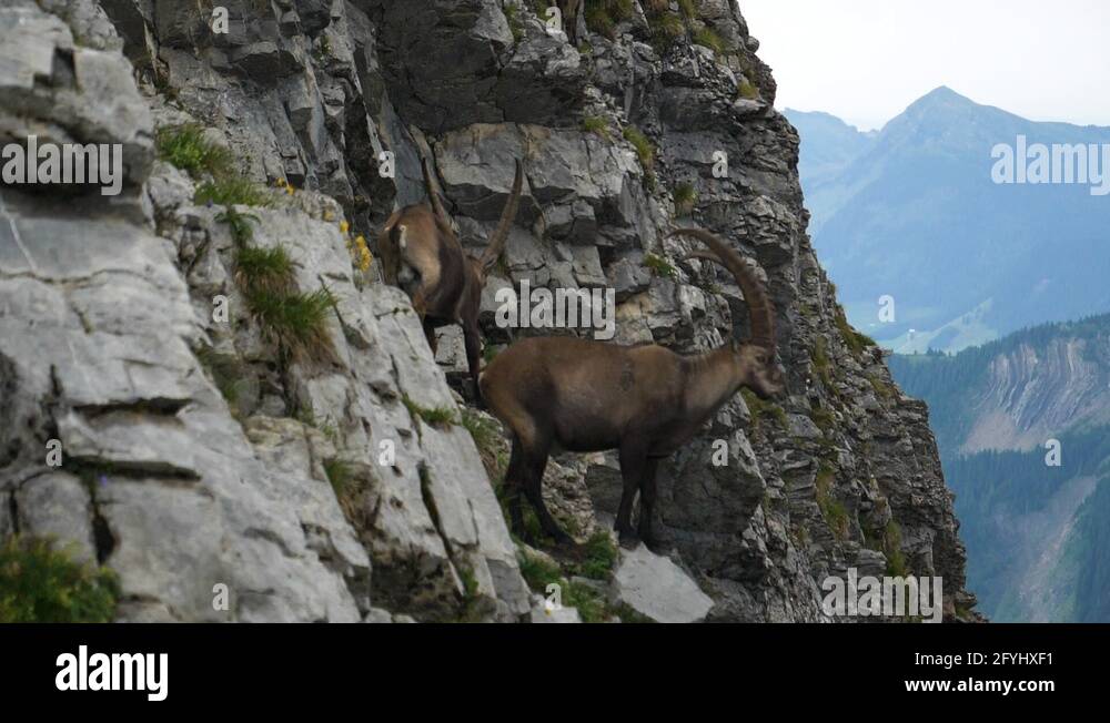 Capra ibex alpine animal Stock Videos & Footage - HD and 4K Video Clips ...