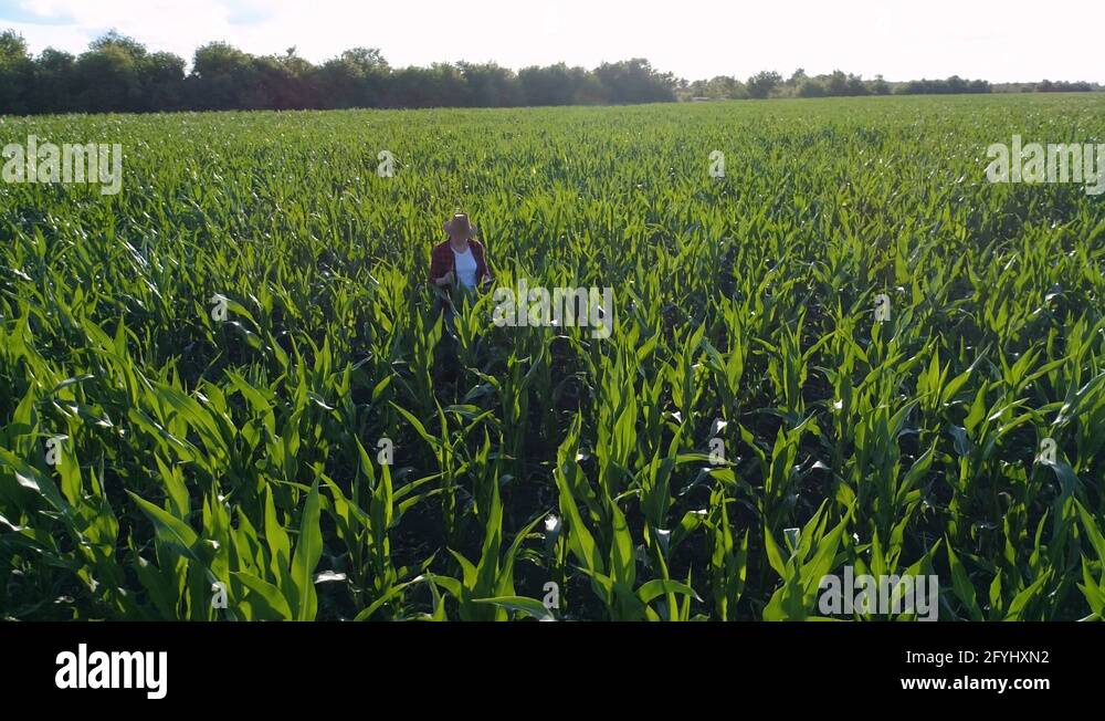 Farmer monitors the corn crop. Aerial survey. Corn field top view. 4K ...