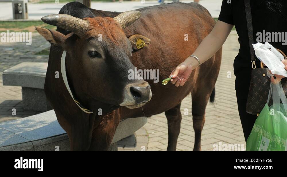Woman feeding cow near Tian Tan Buddha, Ngong Ping village, Lantau ...