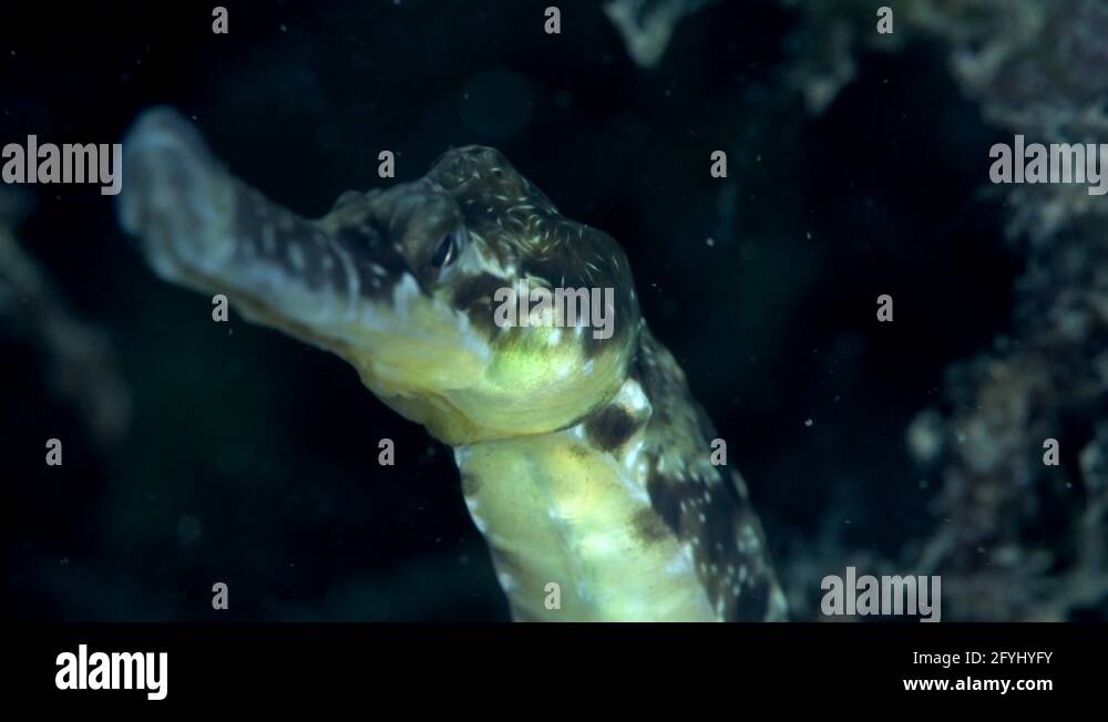 Greater pipefish (Syngnathus acus) is a pipefish of Black sea Stock ...