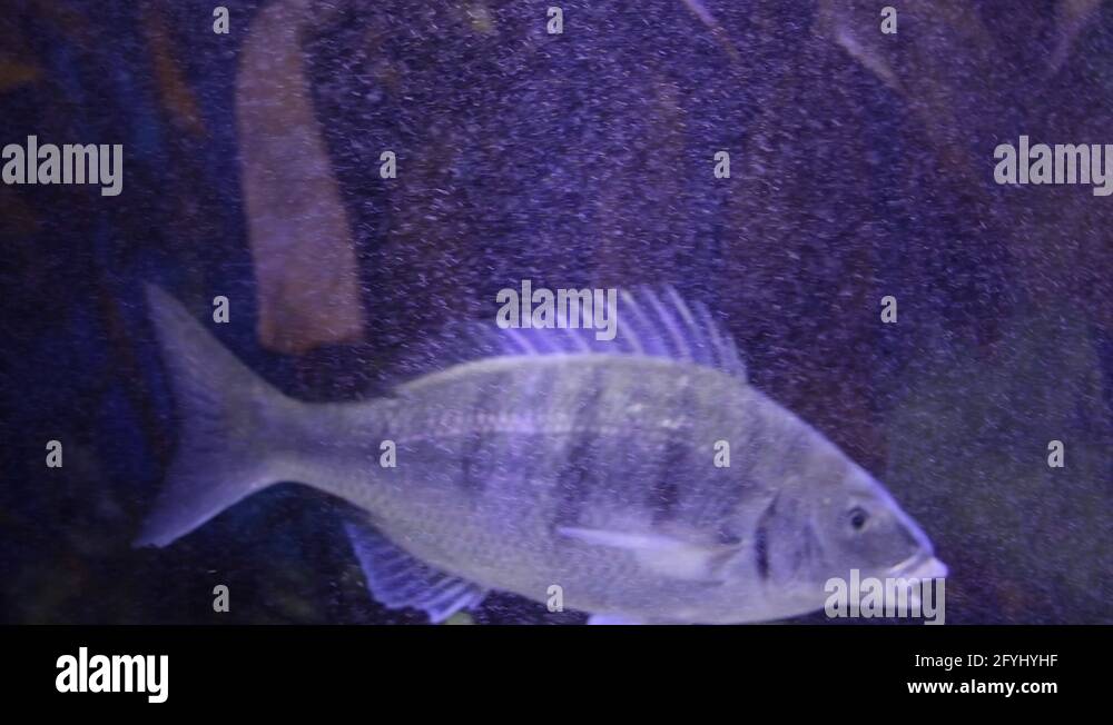 Cold water fish Stock Videos & Footage - HD and 4K Video Clips - Alamy