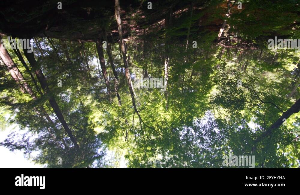 Upside down trees Stock Videos & Footage - HD and 4K Video Clips - Alamy