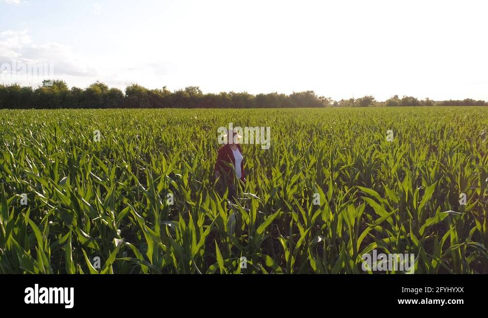 Farmer monitors the corn crop. Aerial survey. Corn field top view. 4K ...