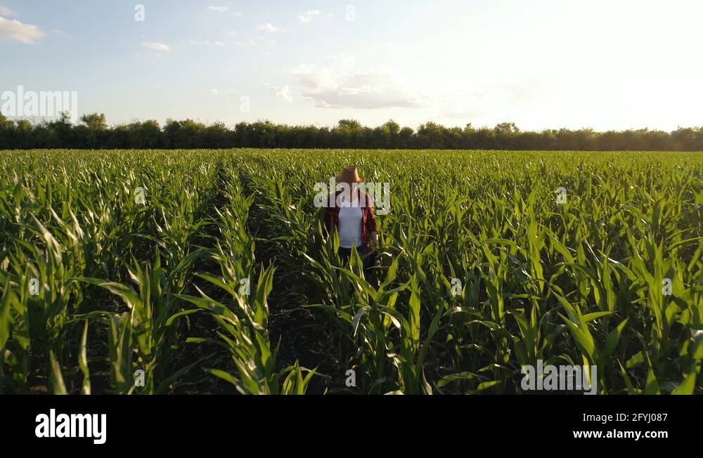 Farmer monitors the corn crop. Aerial survey. Corn field top view. 4K ...