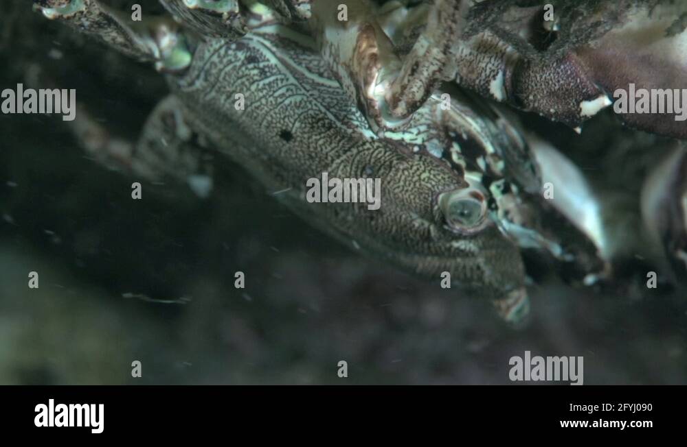 Pachygrapsus marmoratus called the marbled rock crab Stock Video ...