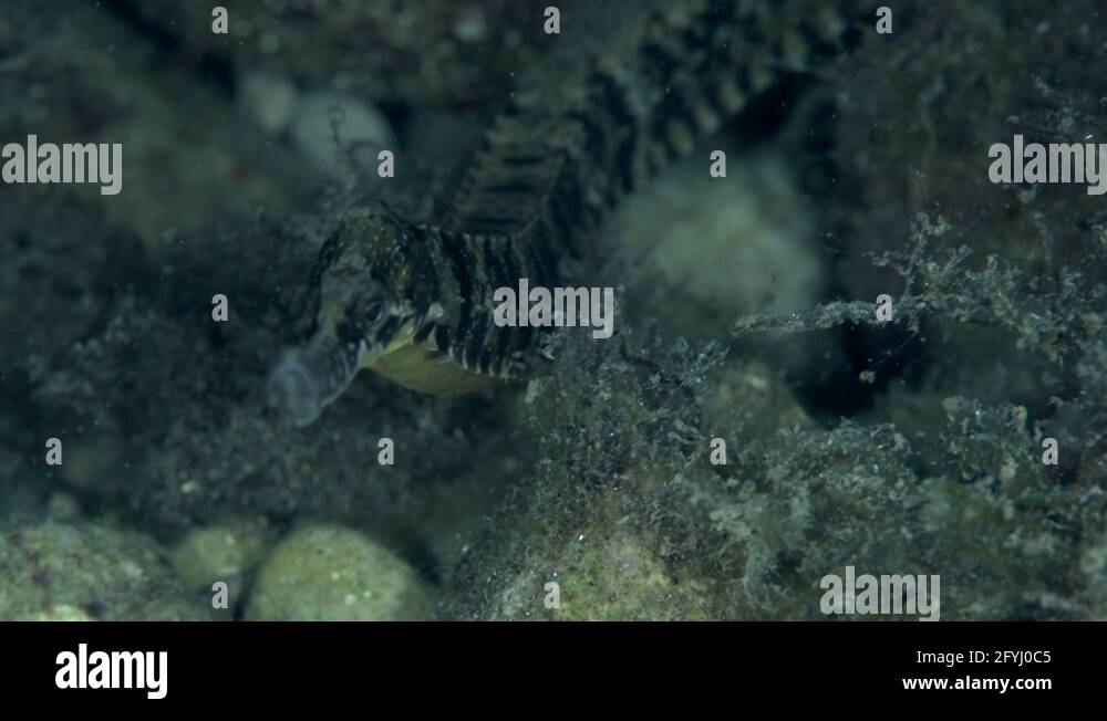 Greater pipefish (Syngnathus acus) is a pipefish of Black sea Stock ...