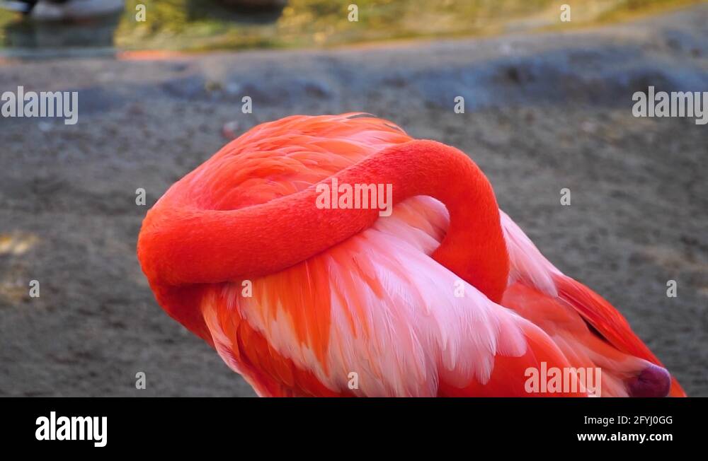 Flamingo cleaning Stock Videos & Footage - HD and 4K Video Clips - Alamy