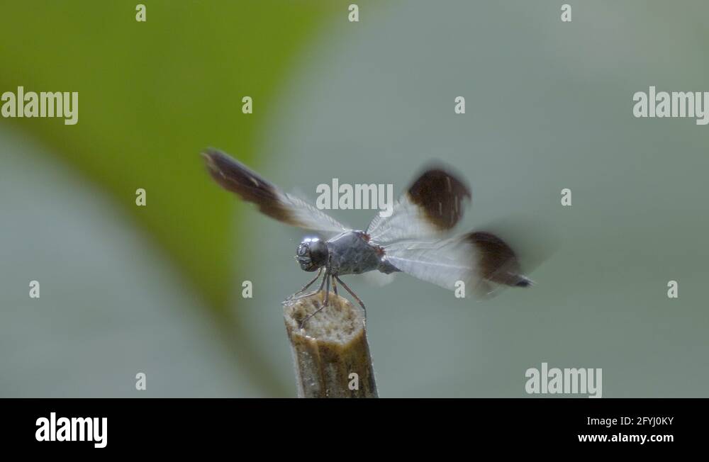 Translucent wings Stock Videos & Footage - HD and 4K Video Clips - Alamy