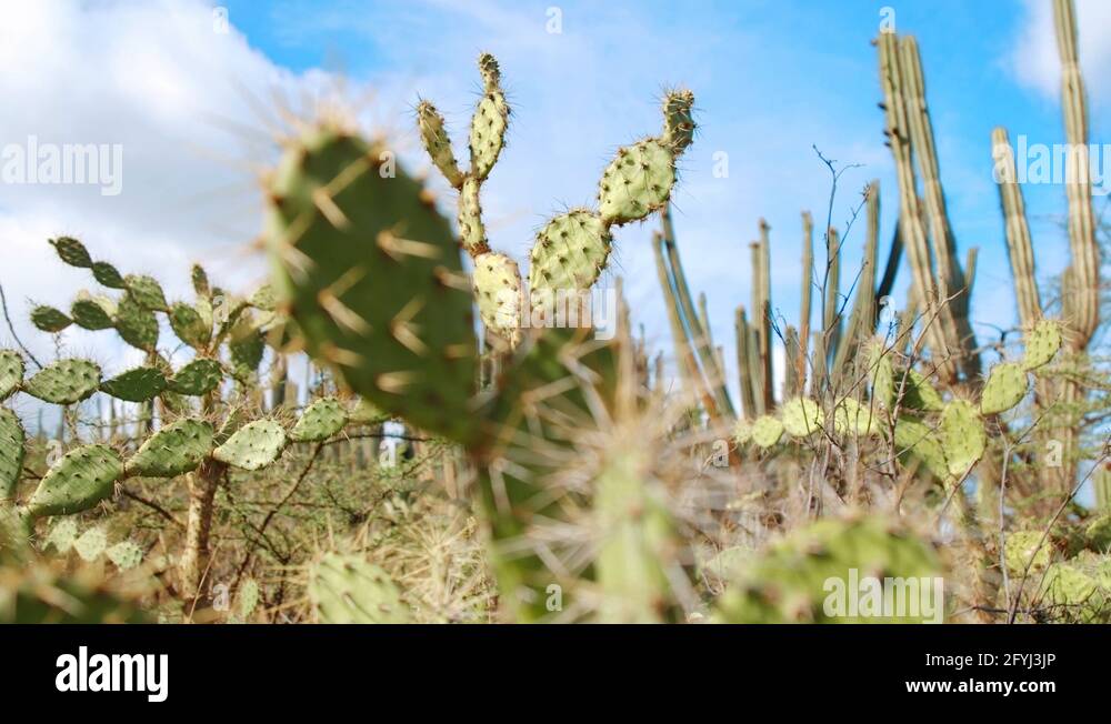 Nopal cactus up close Stock Videos & Footage - HD and 4K Video Clips ...