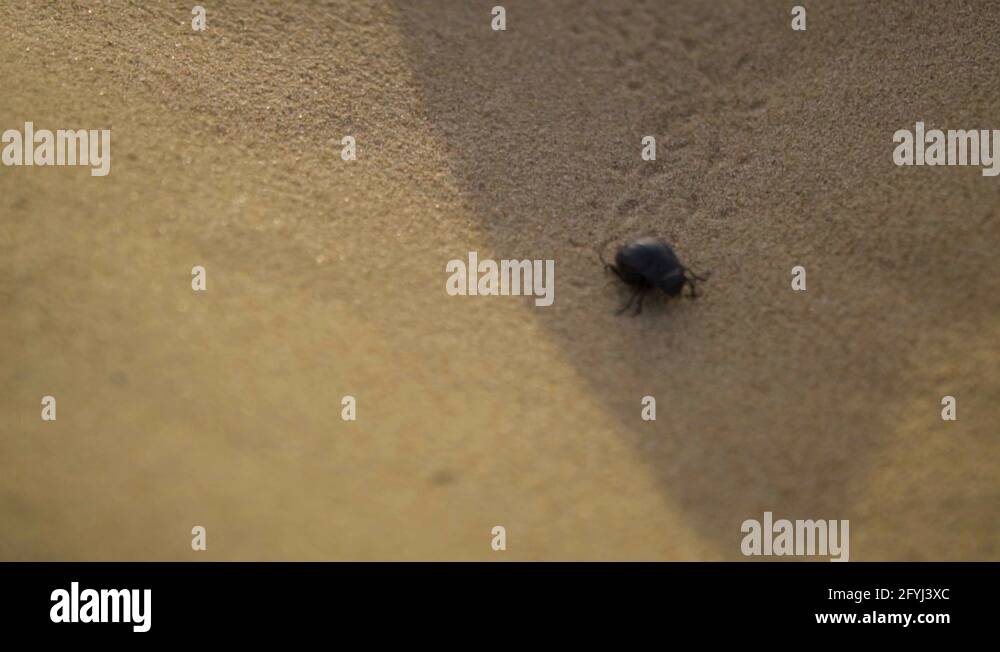 Beetle in namibia Stock Videos & Footage - HD and 4K Video Clips - Alamy