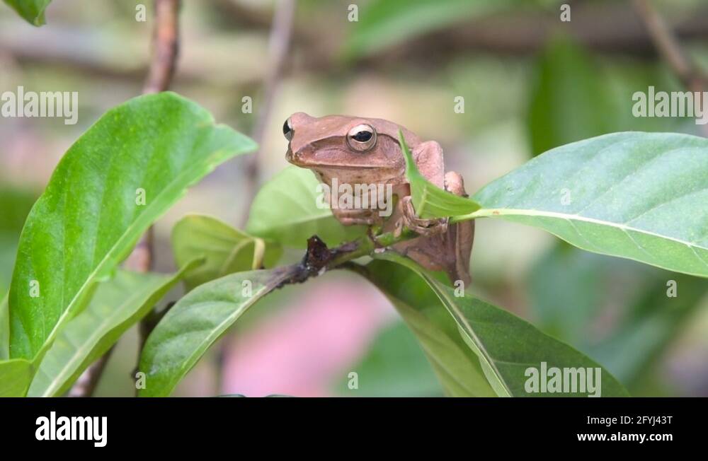 Little frog on head Stock Videos & Footage - HD and 4K Video Clips - Alamy