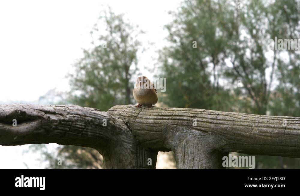 Plump bird Stock Videos & Footage - HD and 4K Video Clips - Alamy