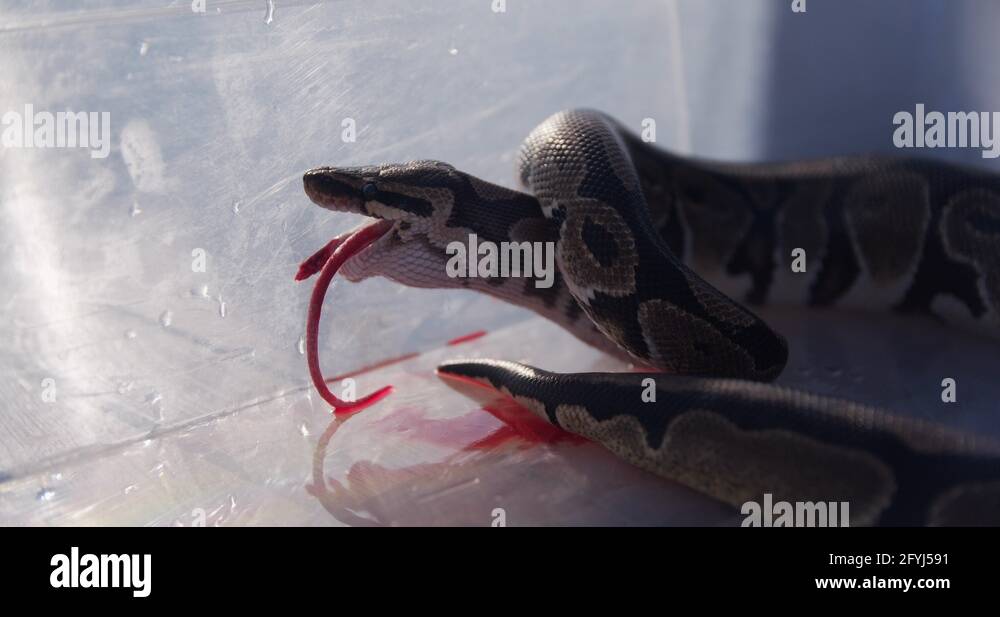 Monster snakes Stock Videos & Footage - HD and 4K Video Clips - Alamy
