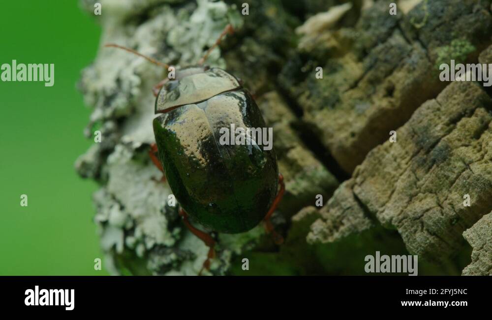 Macro beetle on log Stock Videos & Footage - HD and 4K Video Clips - Alamy