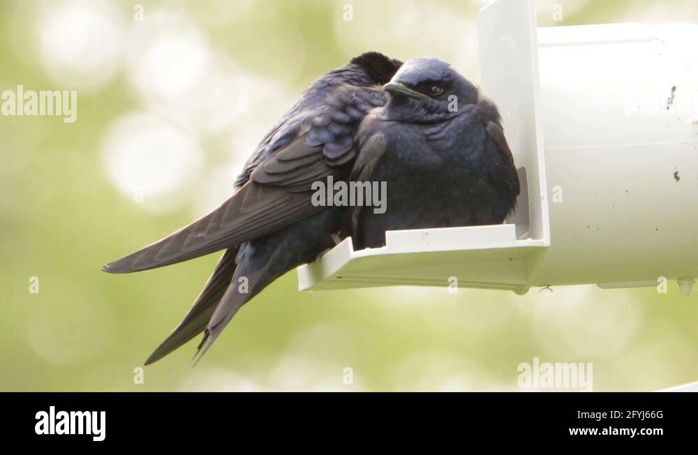 Purple martin bird Stock Videos & Footage - HD and 4K Video Clips - Alamy