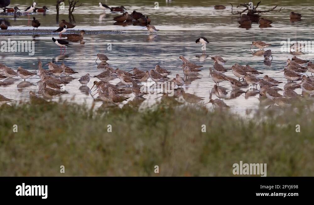 Wading bar tailed godwit feeding Stock Videos & Footage - HD and 4K ...