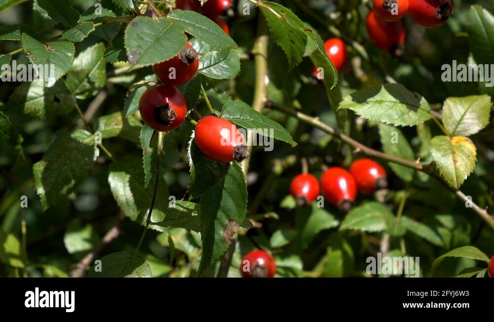 Fruit of a rose plant Stock Videos & Footage - HD and 4K Video Clips ...