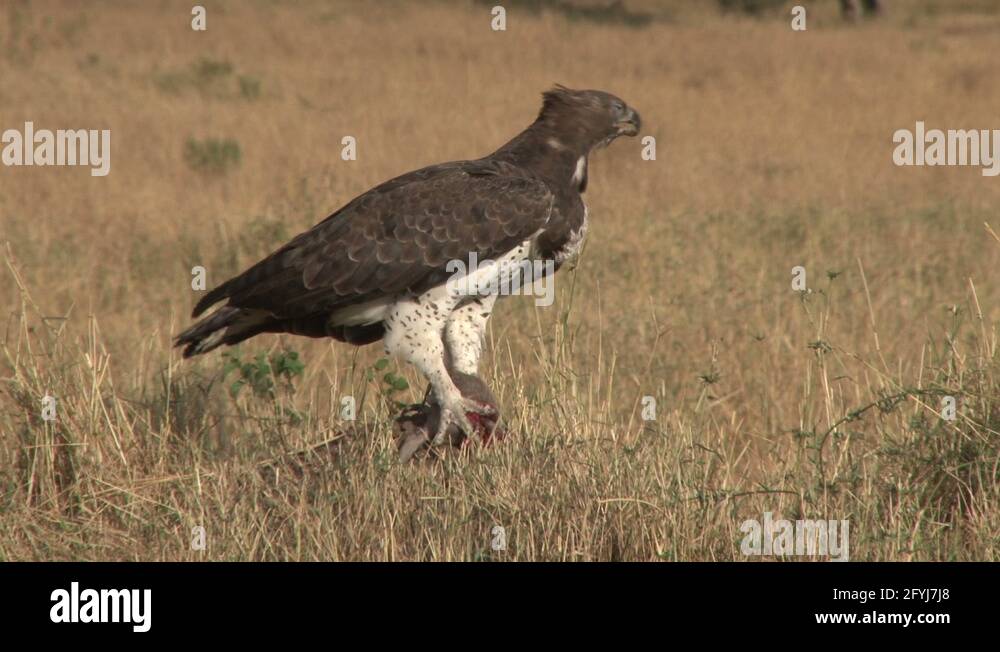 Bush meat Stock Videos & Footage - HD and 4K Video Clips - Alamy