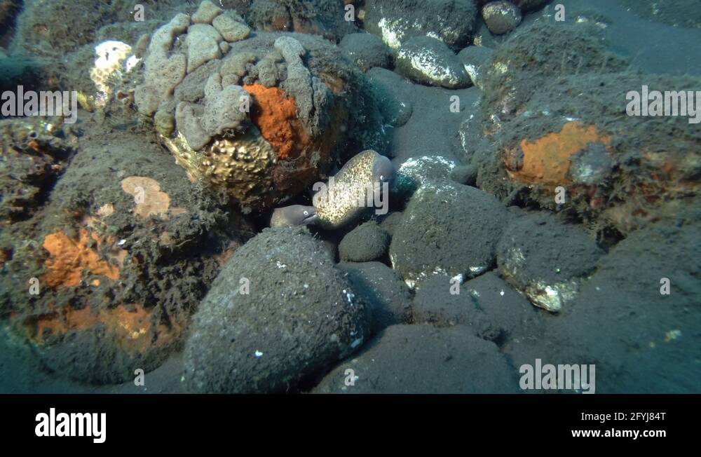 Two Moray Eel looks out from under stone on the seabed. Greyface Moray ...