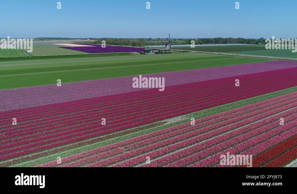Holland bulb fields windmill Stock Videos & Footage - HD and 4K Video ...