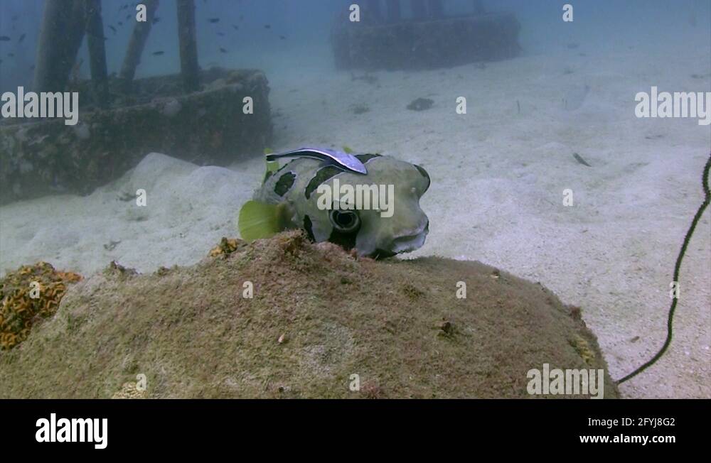 Porcupine Puffer fish with Remora Filmed with Canon HF G20 camera in ...