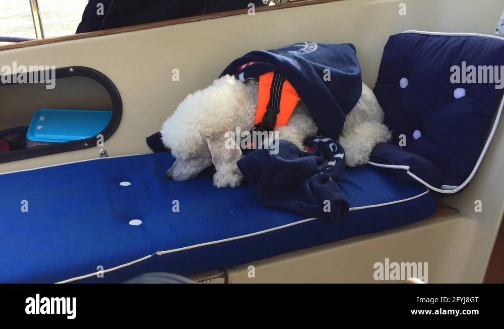a poodle sleeping in the cockpit of a sailboat Stock Video Footage - Alamy
