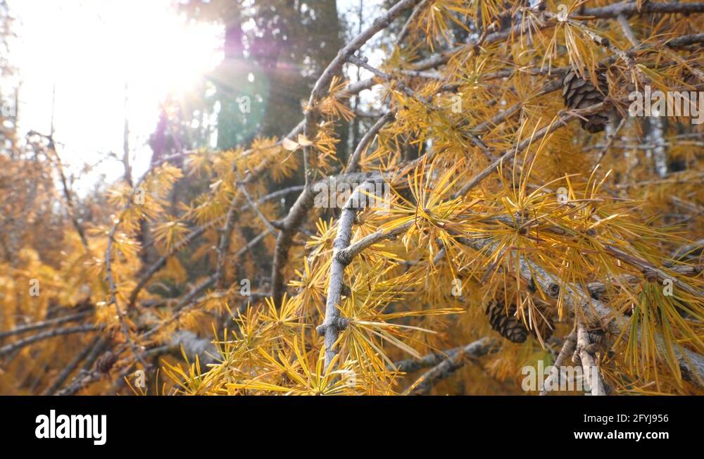Dead orange tree is laying on the ground, insects are flying around ...