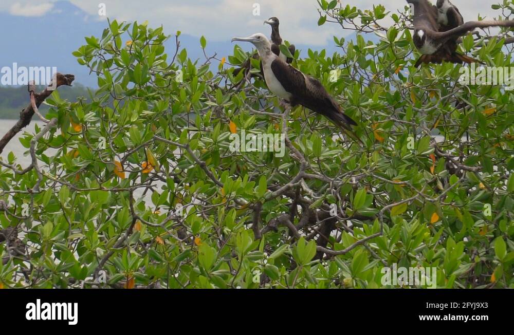 Bird flight studio Stock Videos & Footage - HD and 4K Video Clips - Alamy