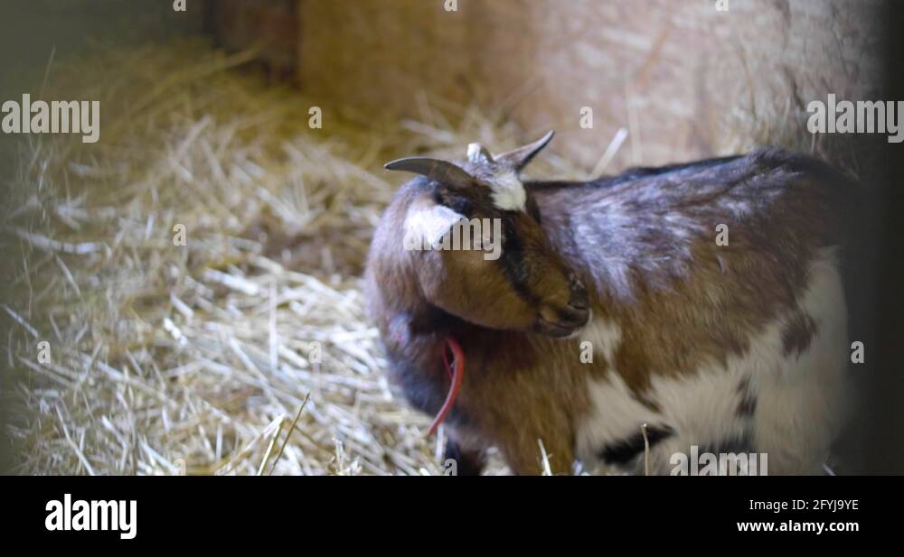 Sad billy goat lost in thoughts and wondering in a captive farm shed ...
