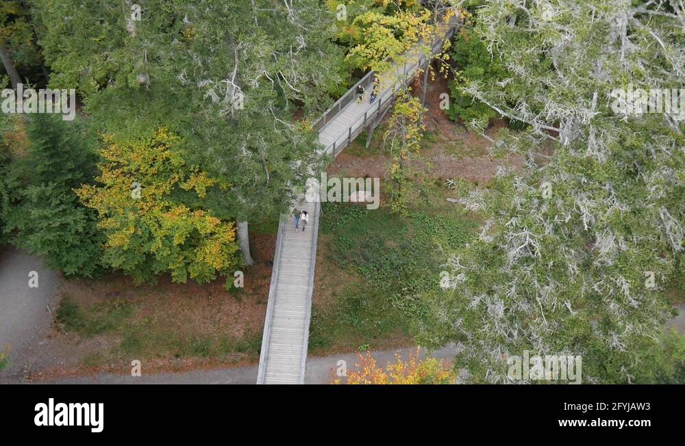 Tree top walk germany Stock Videos & Footage - HD and 4K Video Clips ...