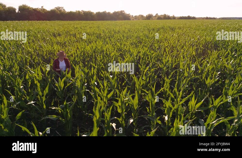 Farmer monitors the corn crop. Aerial survey. Corn field top view. 4K ...