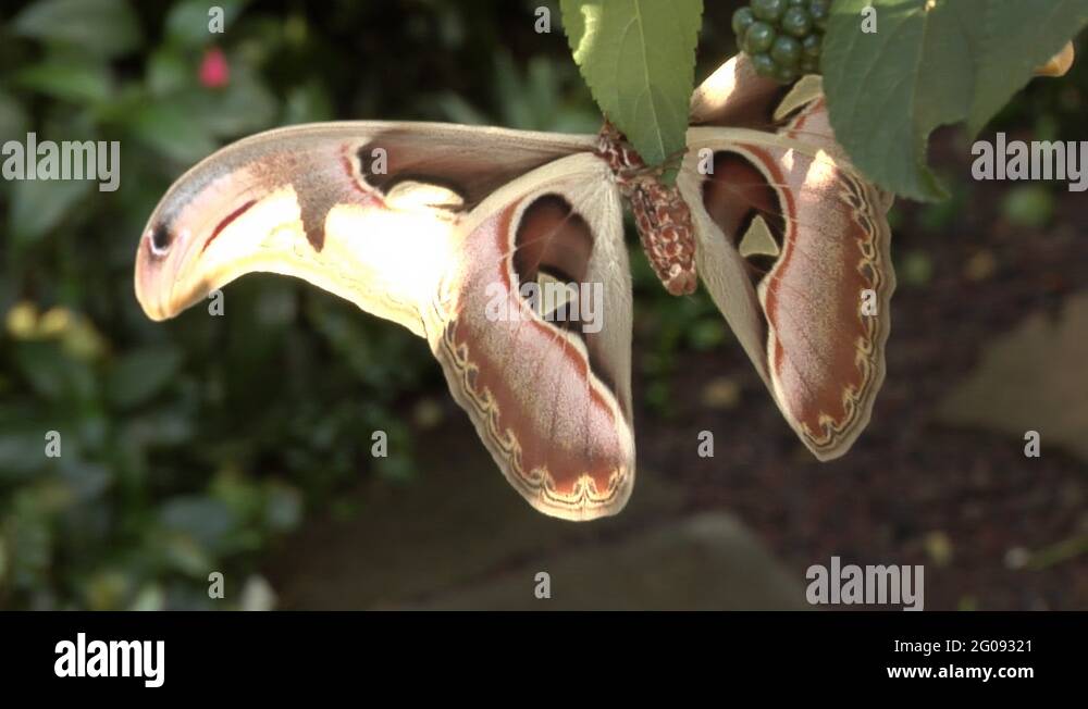 Moth attacus atlas atlas moth attacus atlas butterfly large huge ...