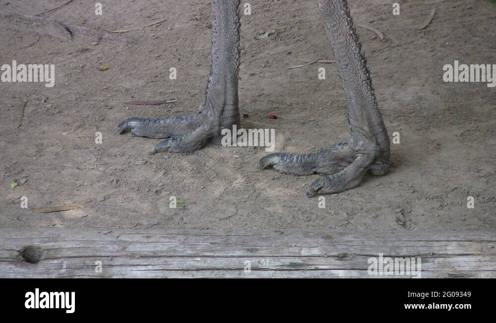 Emu legs Stock Videos & Footage - HD and 4K Video Clips - Alamy