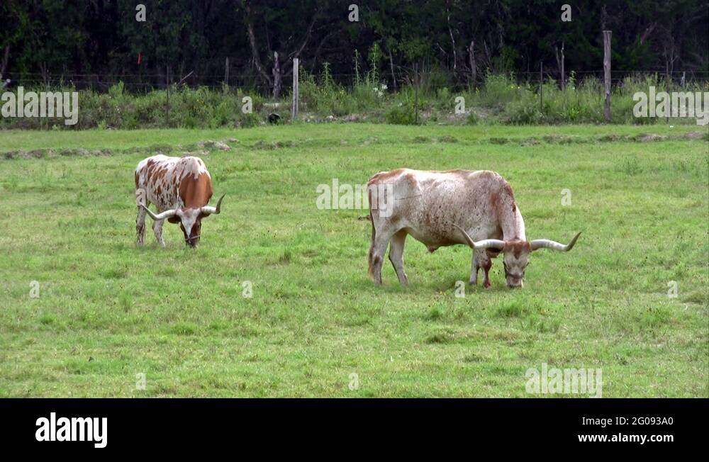 Longhorn eating Stock Videos & Footage - HD and 4K Video Clips - Alamy