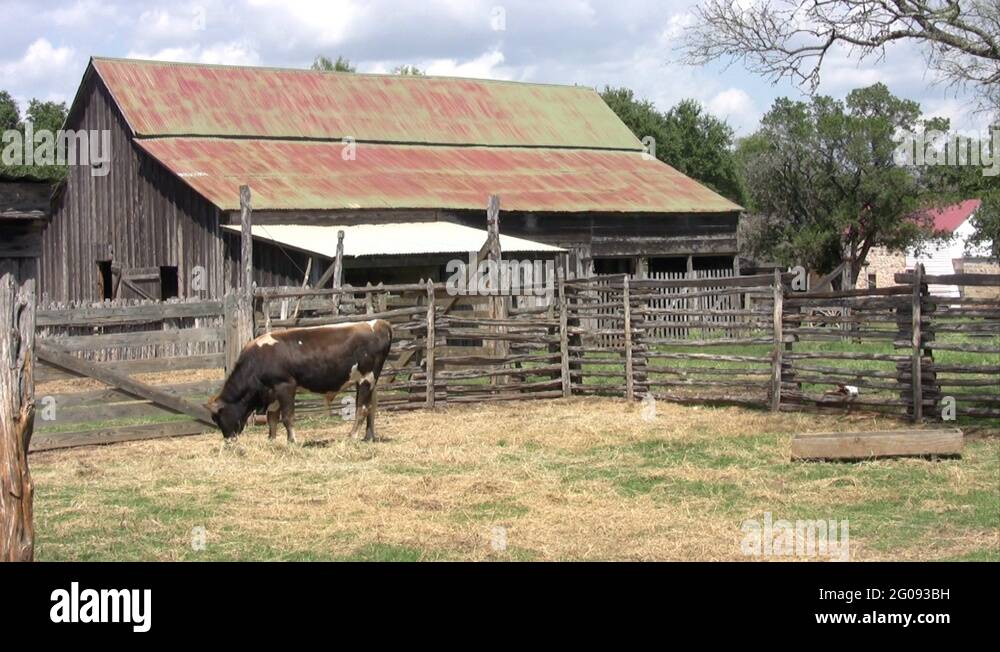 Texas farm cow Stock Videos & Footage - HD and 4K Video Clips - Alamy