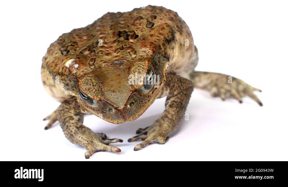 Toad predator Stock Videos & Footage - HD and 4K Video Clips - Alamy