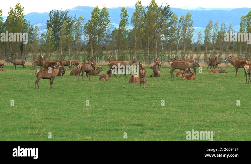 Deer Stock Videos & Footage - HD and 4K Video Clips - Alamy