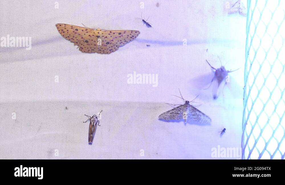 Moth light trap Stock Videos & Footage - HD and 4K Video Clips - Alamy