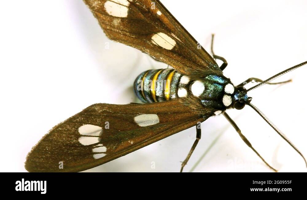 Transparent moth Stock Videos & Footage - HD and 4K Video Clips - Alamy