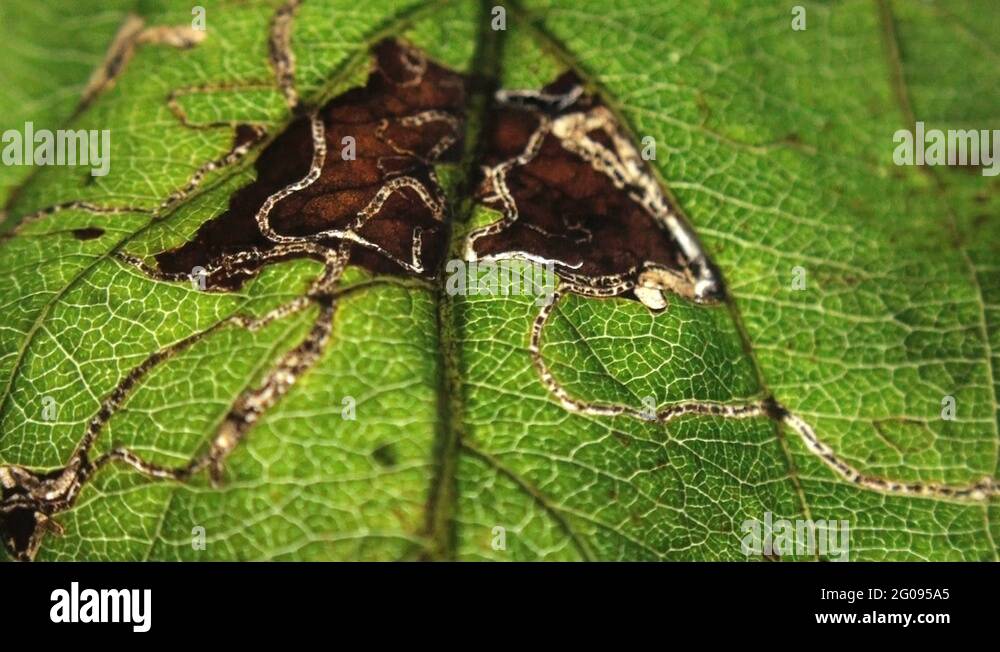 Destroyed leaf Stock Videos & Footage - HD and 4K Video Clips - Alamy