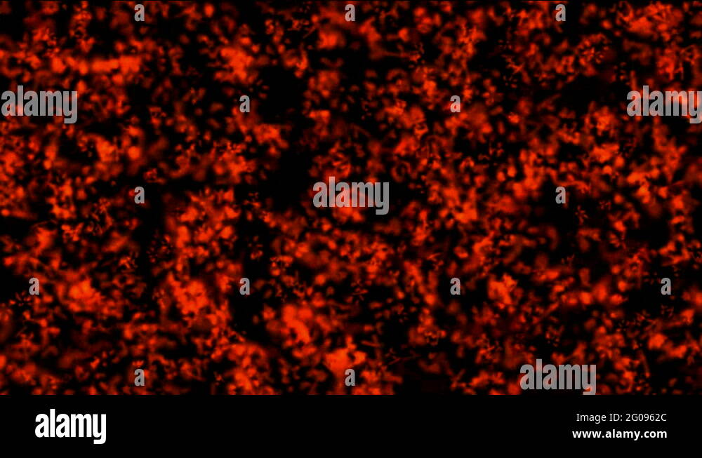 Blood plasma cells Stock Videos & Footage - HD and 4K Video Clips - Alamy