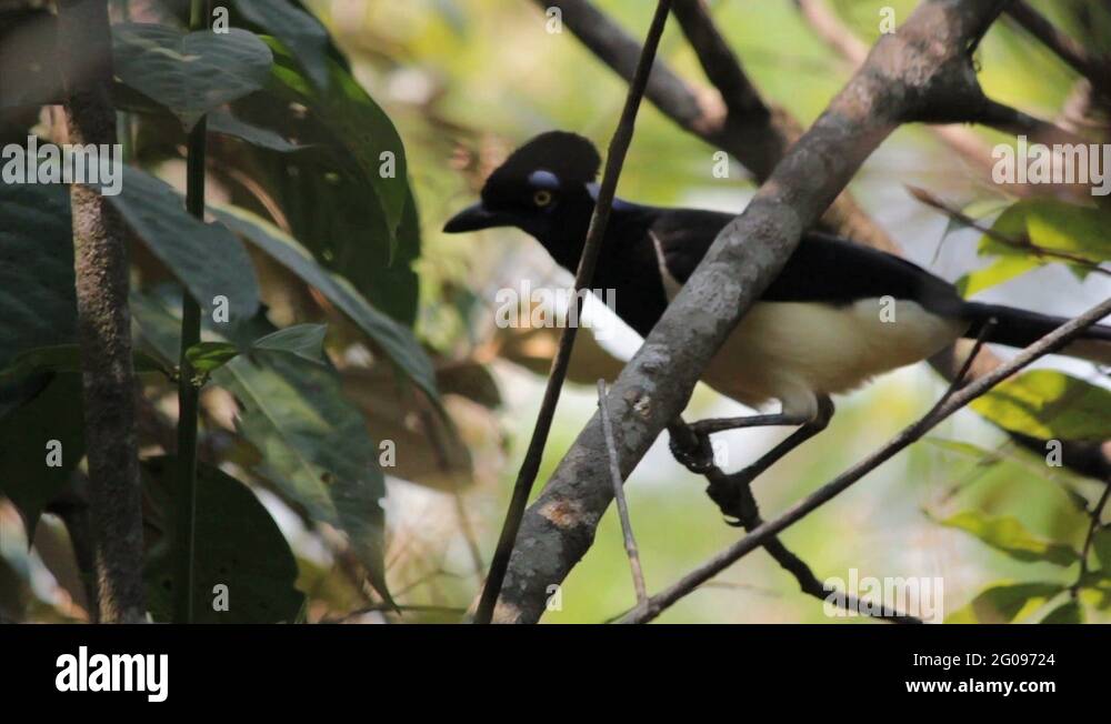 Brazilian blue bird Stock Videos & Footage - HD and 4K Video Clips - Alamy